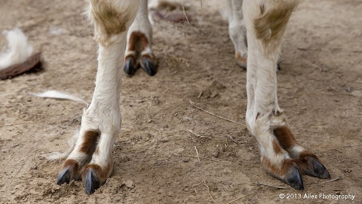 Celia Bartlett Photography: July 2013