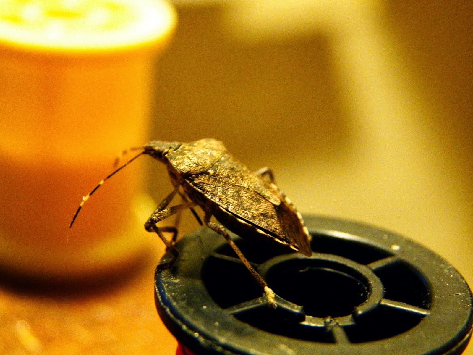 Connecticut Fly Angler: Stink Bug