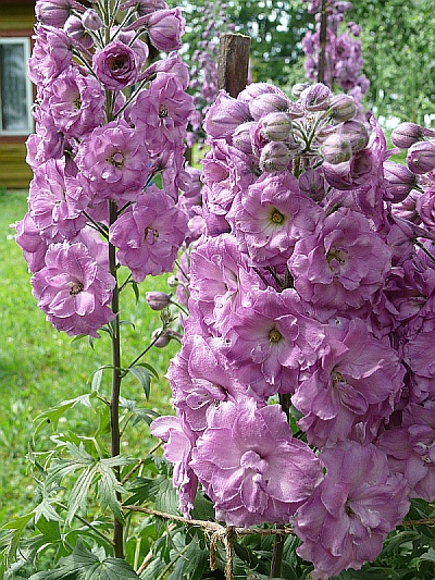 inkspired musings: A sunny Delphinium July Day