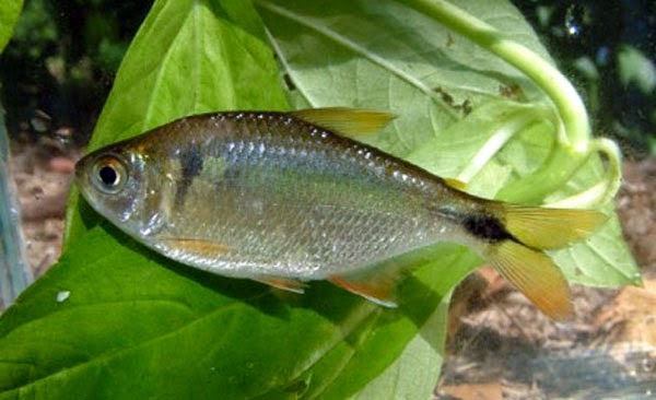 Pescaria de dicas: Lambari