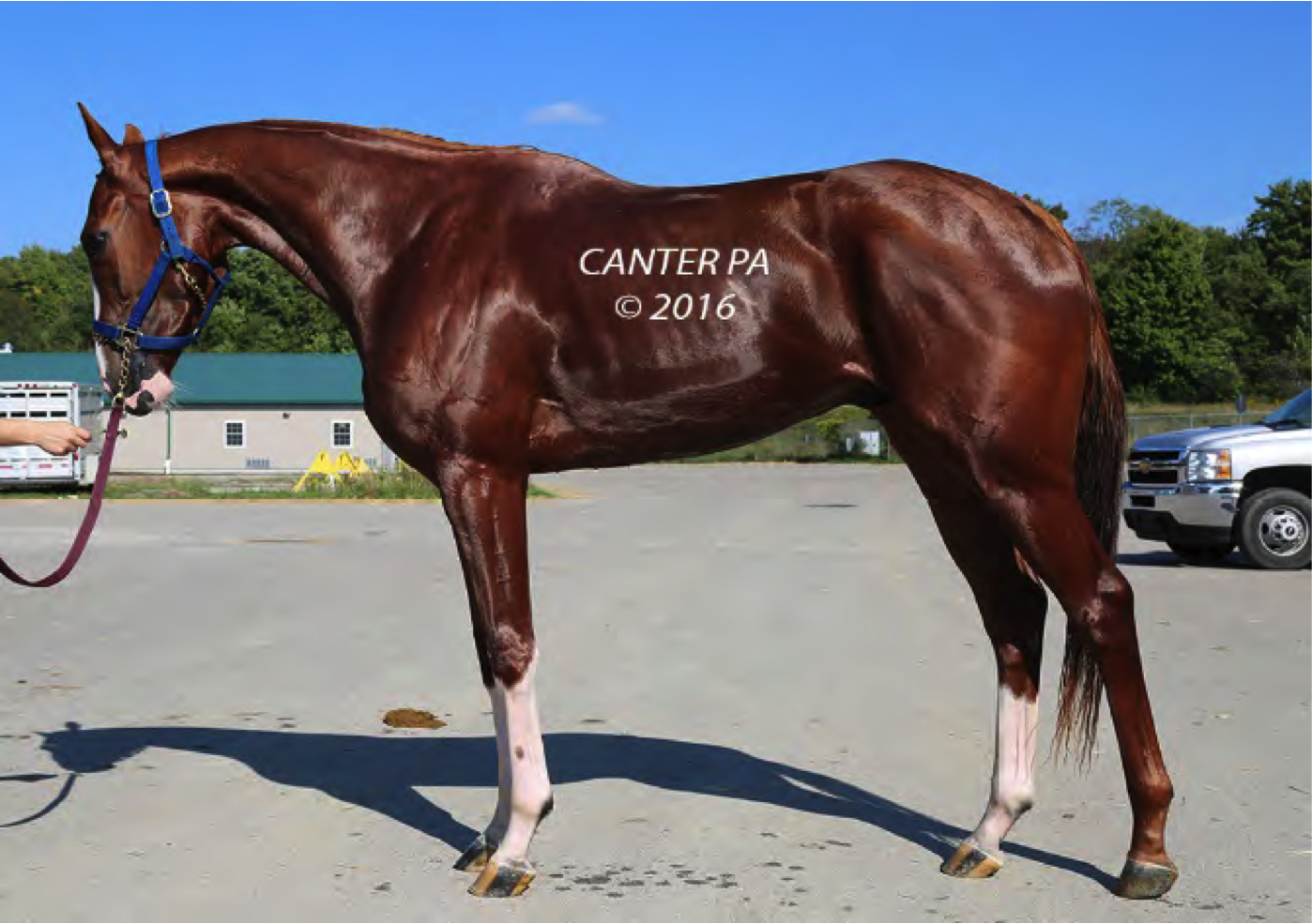 Eventing Saddlebred Style: Horse Thief Blog Hop