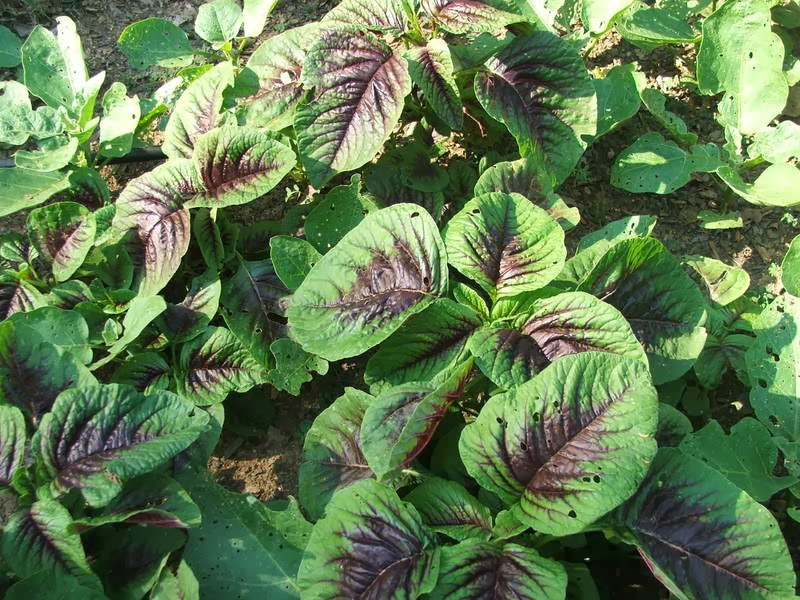 Quy trình kỹ thuật trồng rau dền