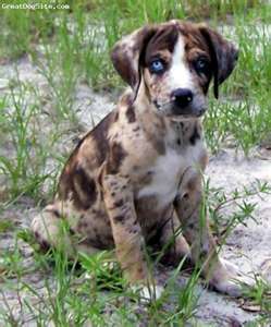 BRANDYKEGS: Louisiana State Dog - Catahoula Leopard Dog