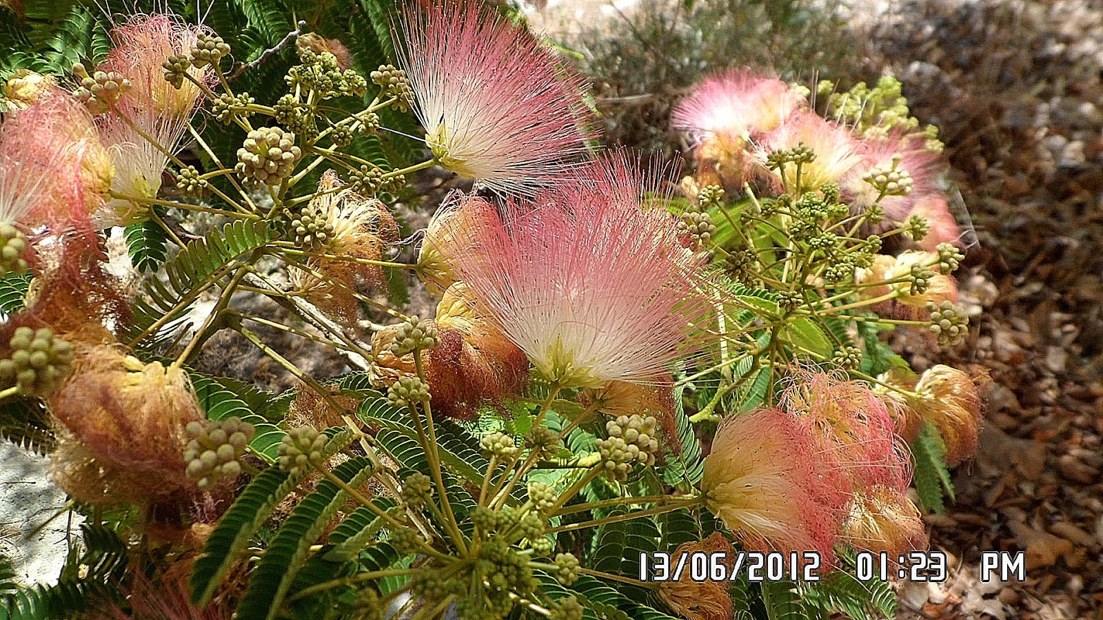 Espíritu de Árbol: Árbol de la Seda