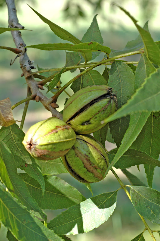 Northern Pecans: Short season pecans split shuck early in 2012