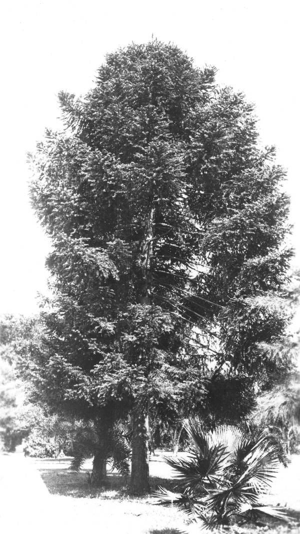 Future Plants by Randy Stewart: Araucaria