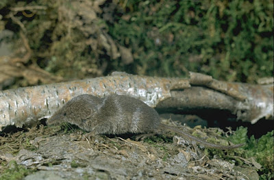 Mamíferos y marsupiales mammals of the earth: Musaraña cinerea (Sorex ...