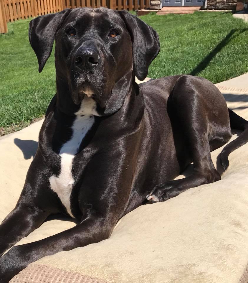 American Bull Dane