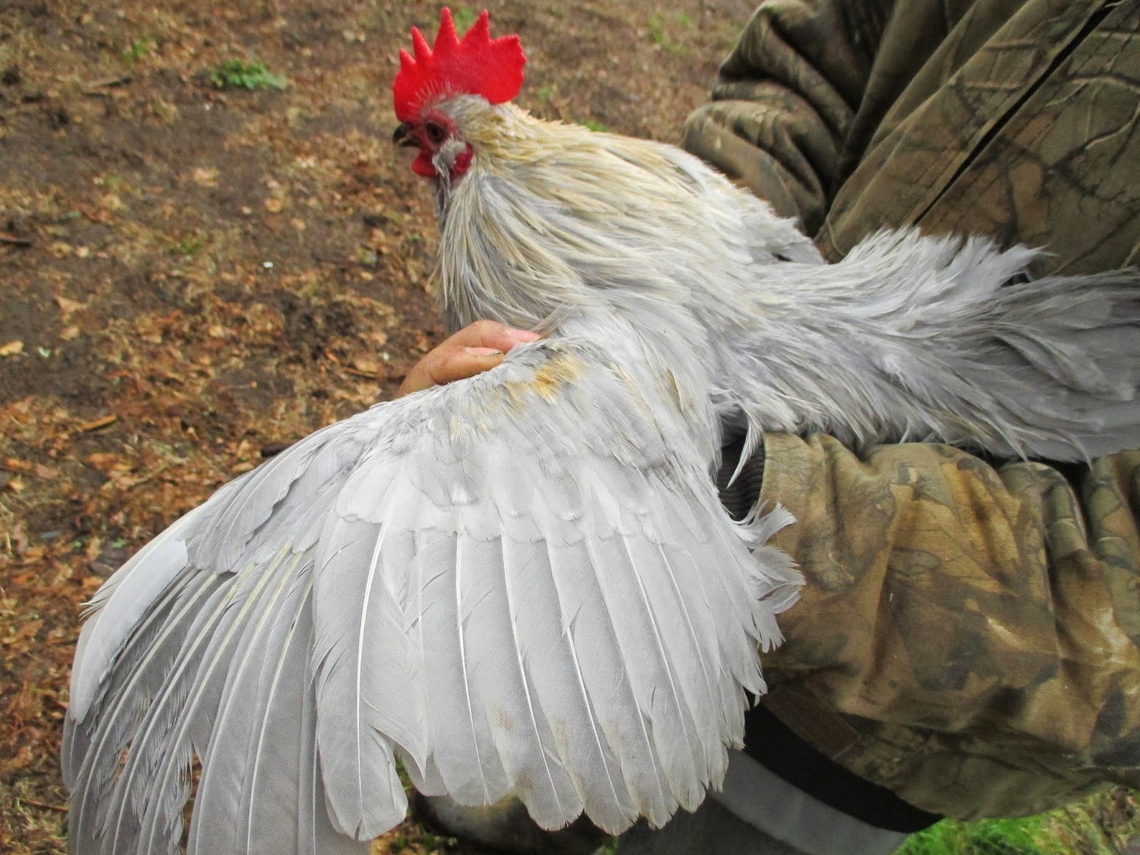 Just Chickens...: Exciting Blues ! (Self-Blue Mottled Rooster ...