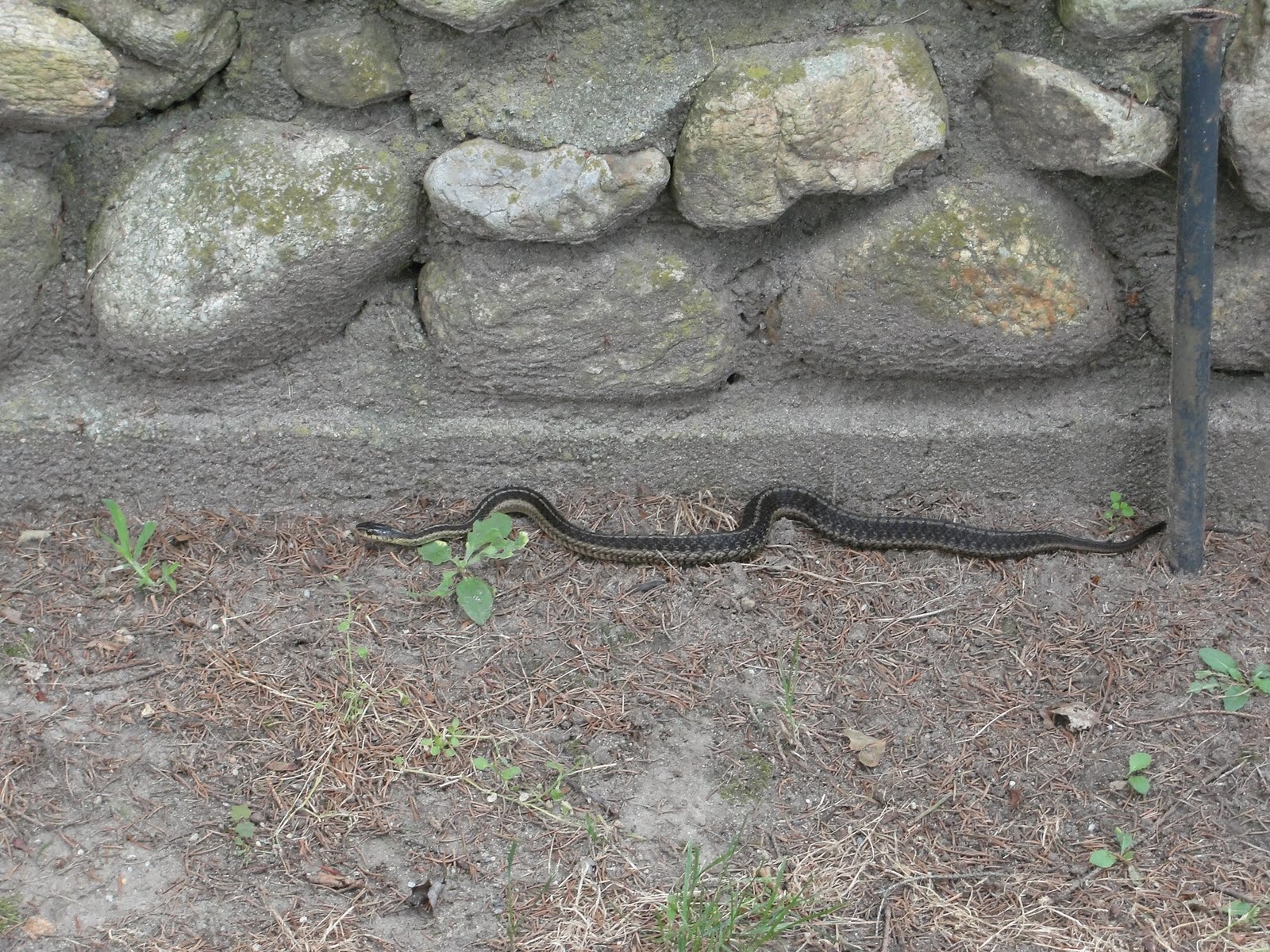 garter snakes | Mary Richmond's Cape Cod Art and Nature