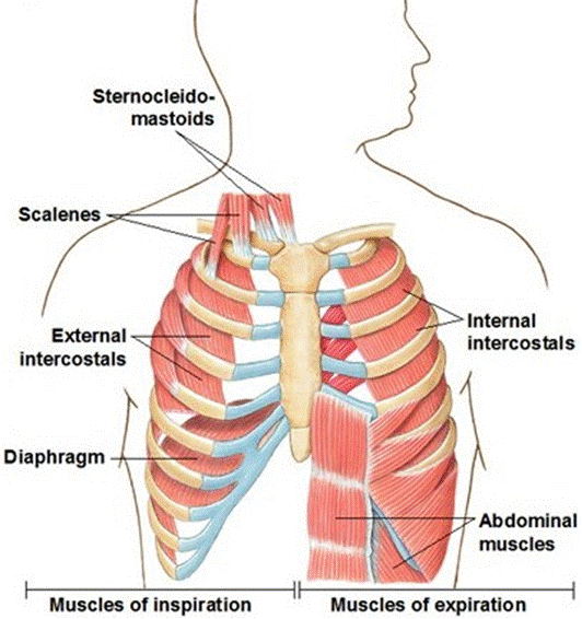 body muscle diagram: Muscle Charts of the Human Body