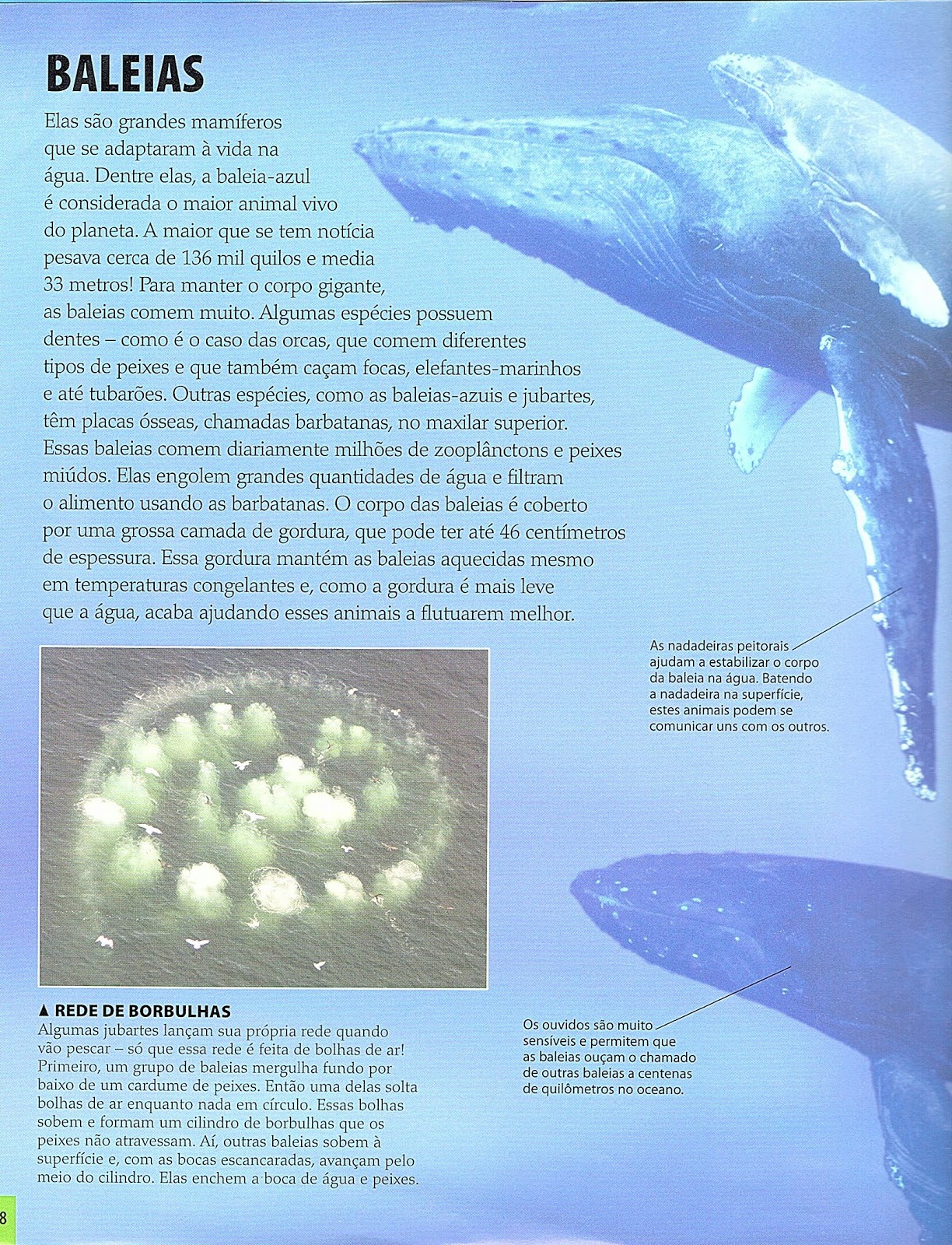 Pedagogas da paz: Texto informativo sobre animais marinhos - animais do mar