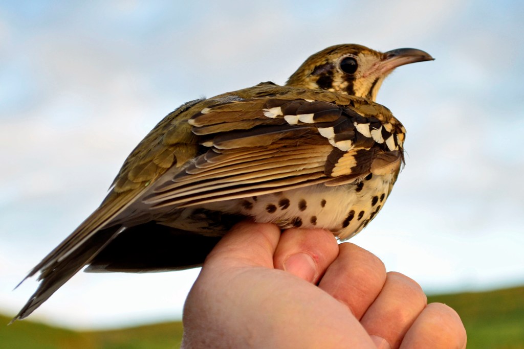 Bird Ringing report, iGwalagwala lower forest, 3 July 2016