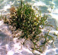 The Apprentice Manatee: Turtle Grass