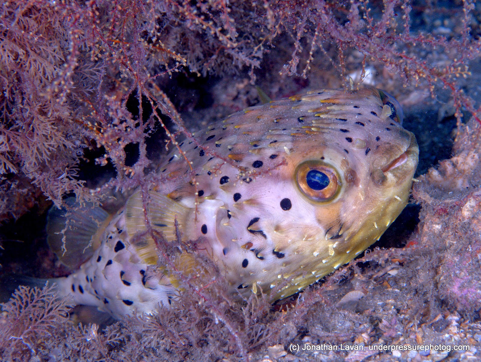 under pressure world: Balloonfish- Blue Heron Bridge, FL
