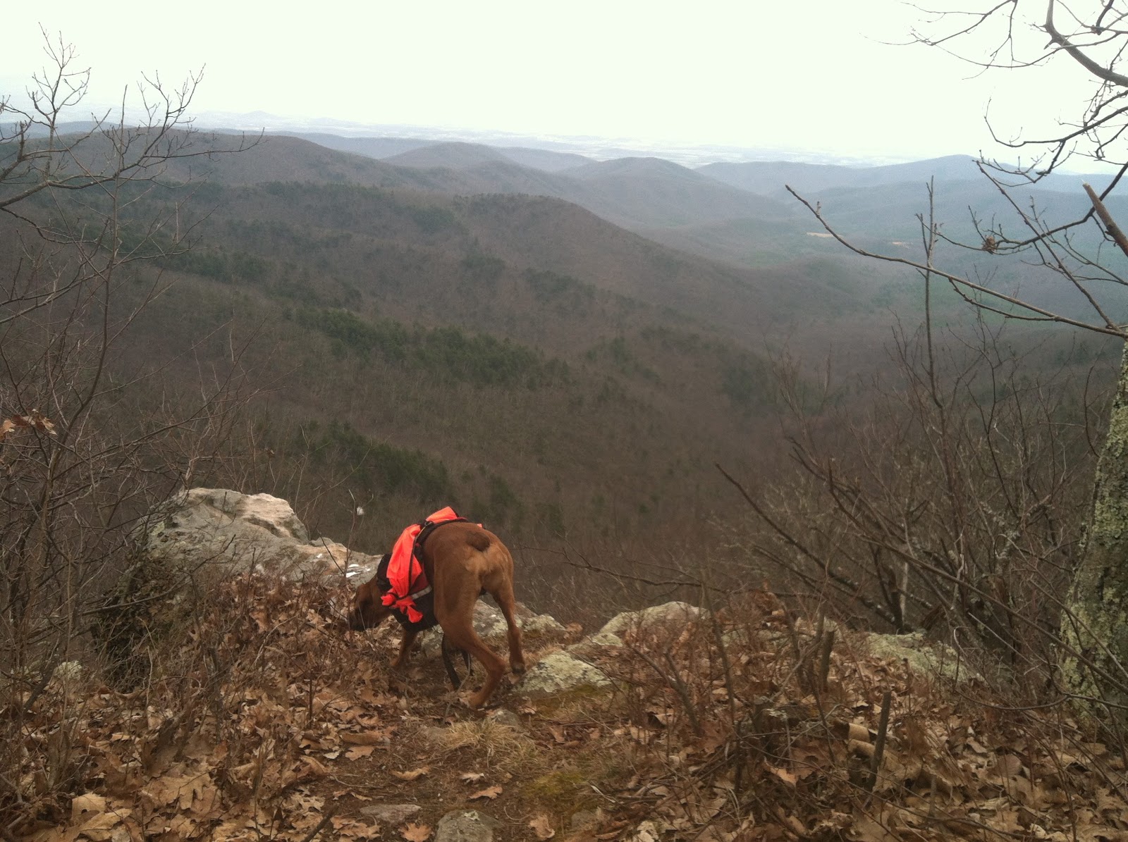 Can Dogs Hike Old Rag
