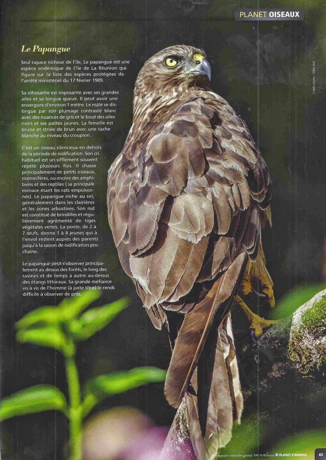 Leçons de choses: Les oiseaux de la Réunion