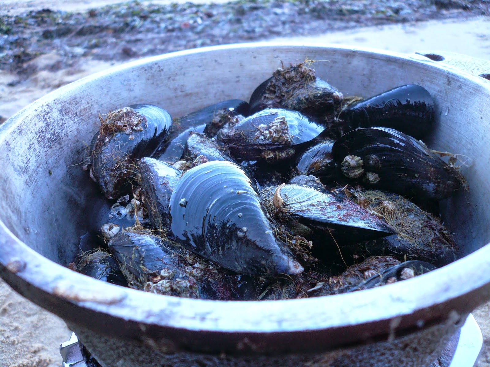 Countryman: Foraging California's Wild Side: Mushroom and Mussel ...