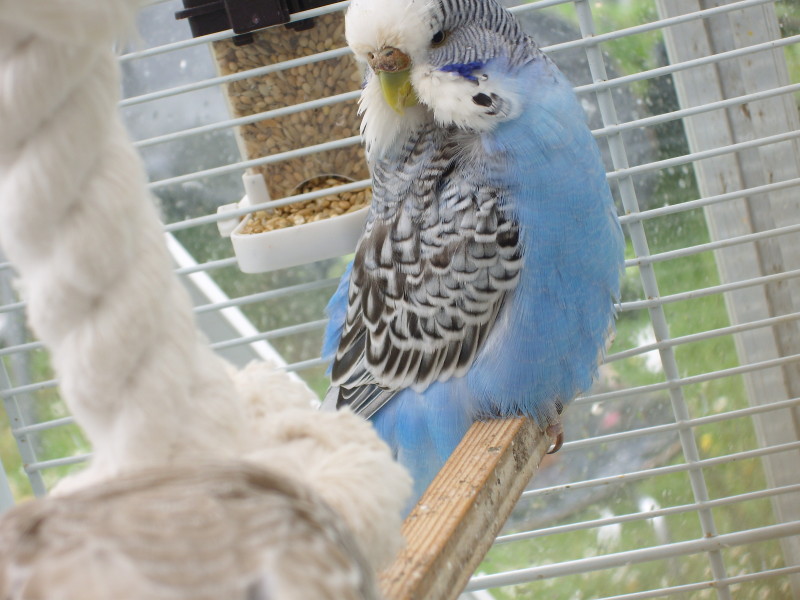 Engelske Undulater Salg Undulat Budgerigar Wellensittich