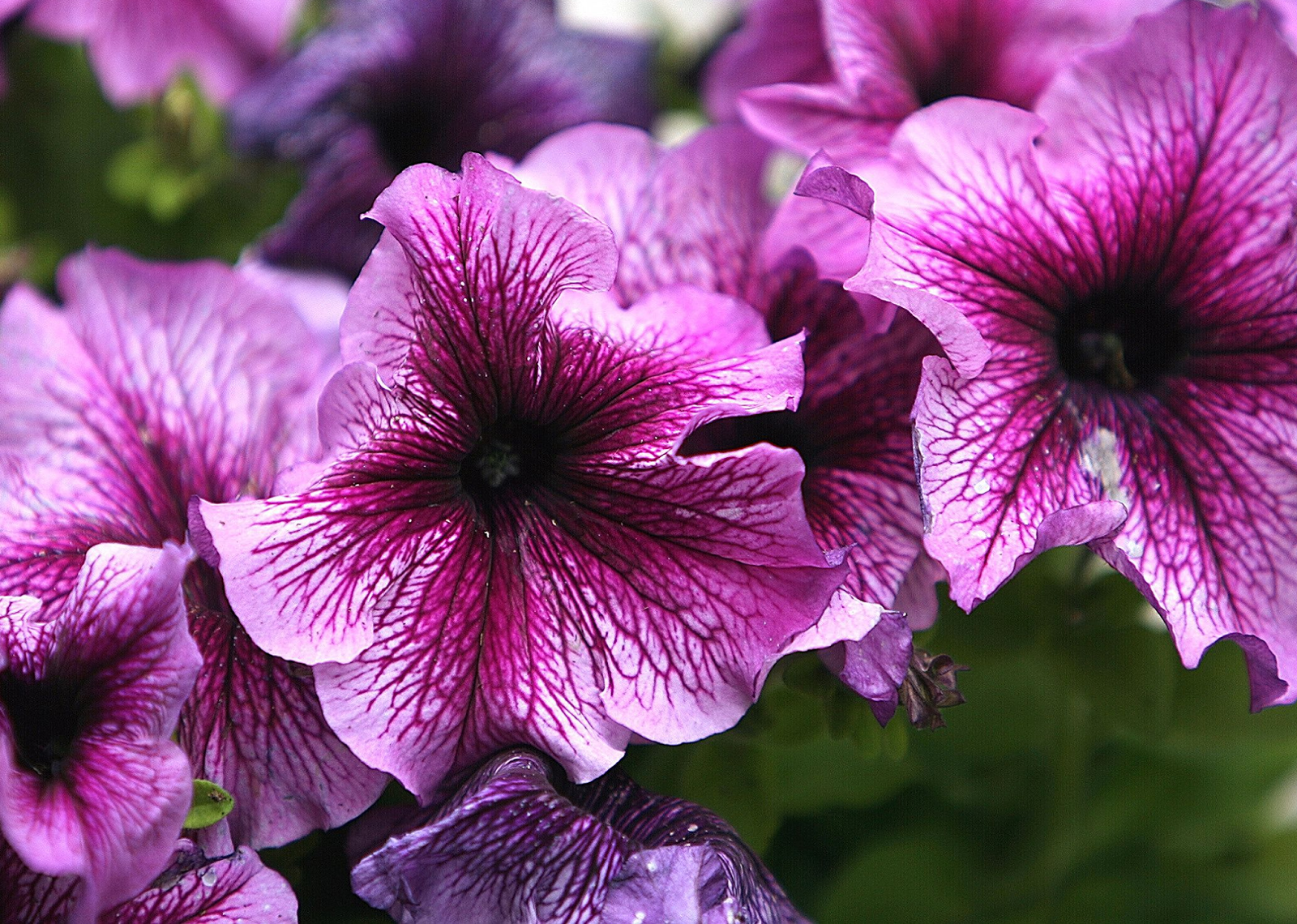 Sketsa Mewarnai Terbaru Gambar Jenis-jenis Bunga Terindah Dari Berbagai ...