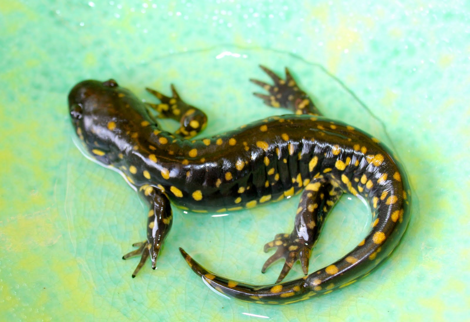 Squash Blossom Farm: Salamander Sighting