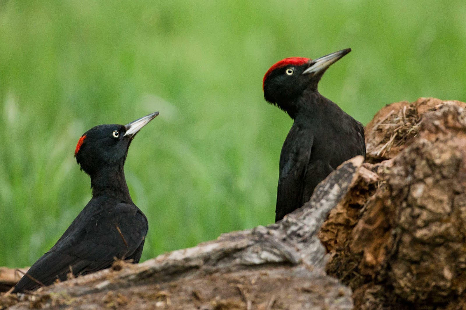 PITO NEGRO - Dryocopus Martius | Observatorio de la Naturaleza