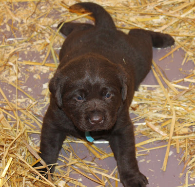 BUCK MOUNTAIN LABRADORS: HAPPY FRIDAY! LIFE IS SO TOUGH BEING A LAB PUPPY!