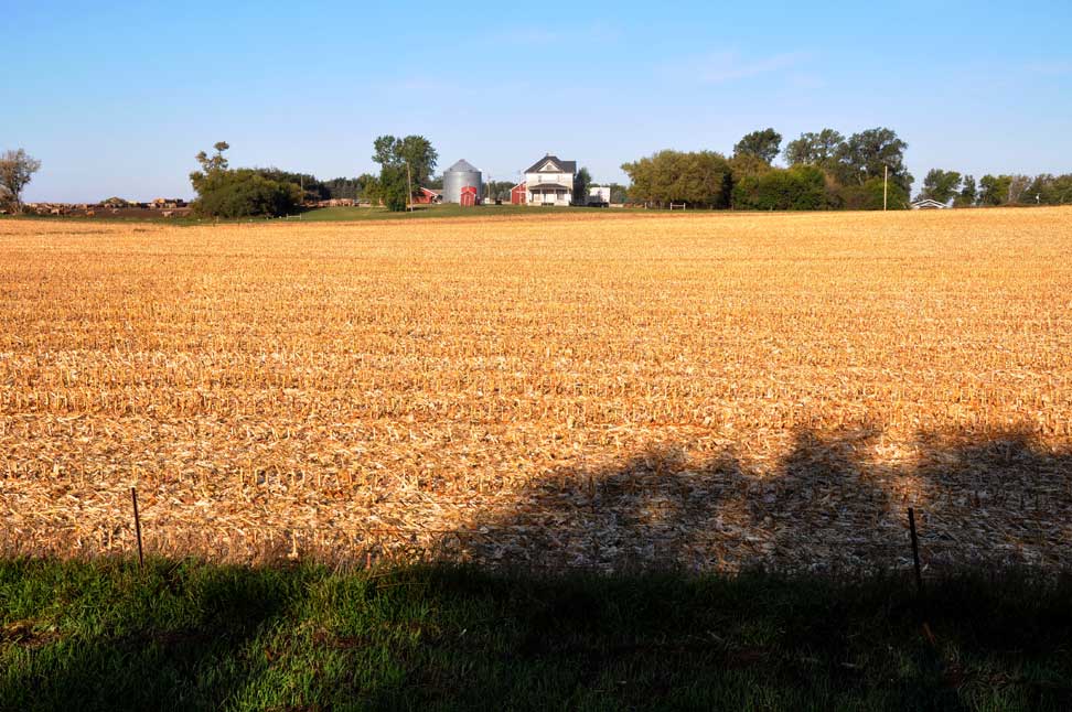 Taken For Granted: Corn Field August and September
