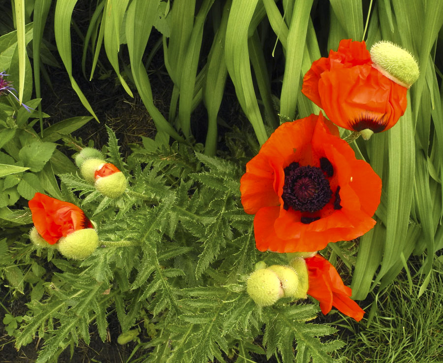 Studio and Garden: The Oriental Poppy: A Grand Potentate Emerging