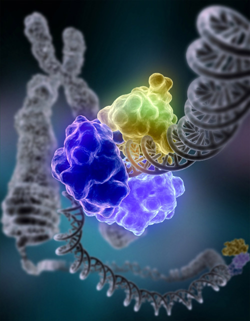 BIOLOGOCALENTANO: 4.1-REPLICACIÓN DEL ADN EN PROCARIONTES