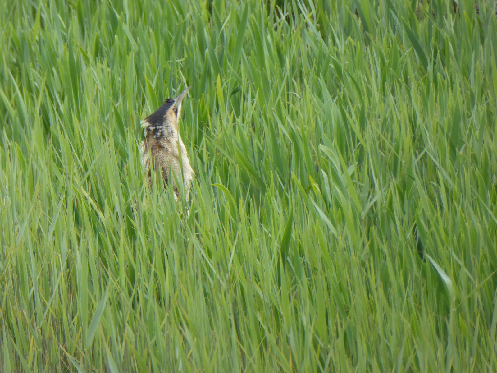 Wild and Wonderful: The Bittern's Boom (RSPB Minsmere)
