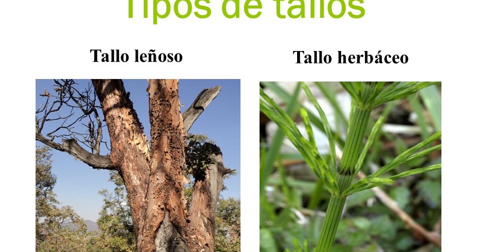 Tareas al chilazo: ¿Cómo se clasifican los tallos?