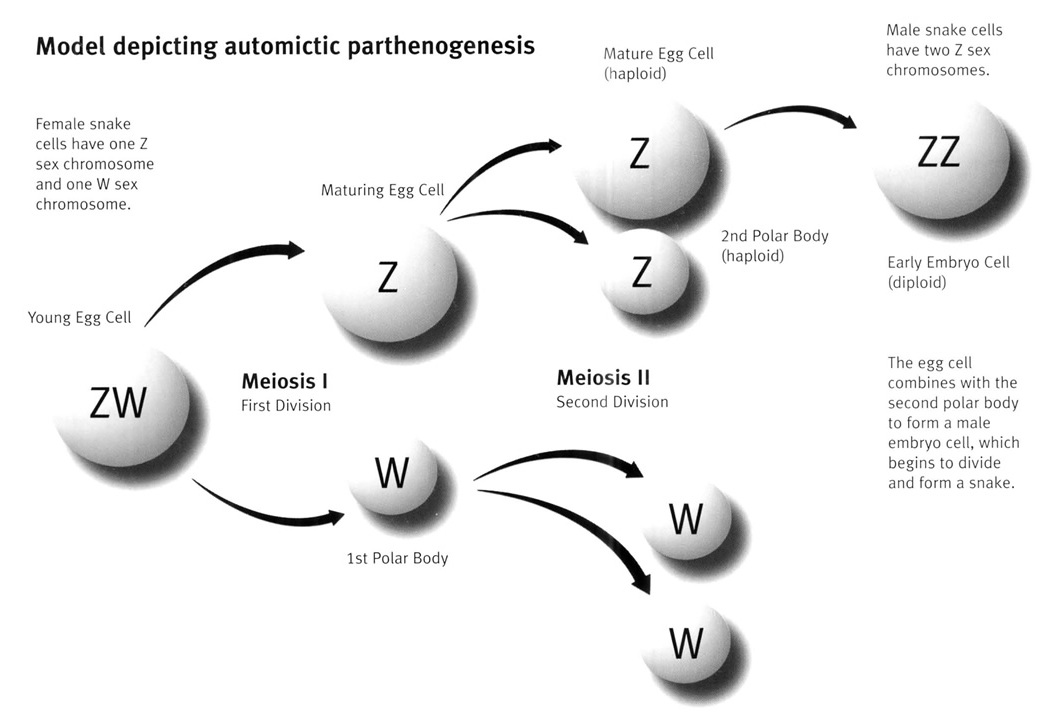 Synapse Science Magazine: Virgin Births in the Animal Kingdom
