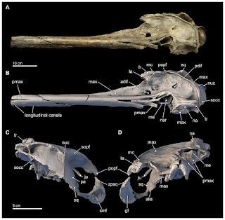 The Coastal Paleontologist: 2015 in review: Advances in marine mammal ...