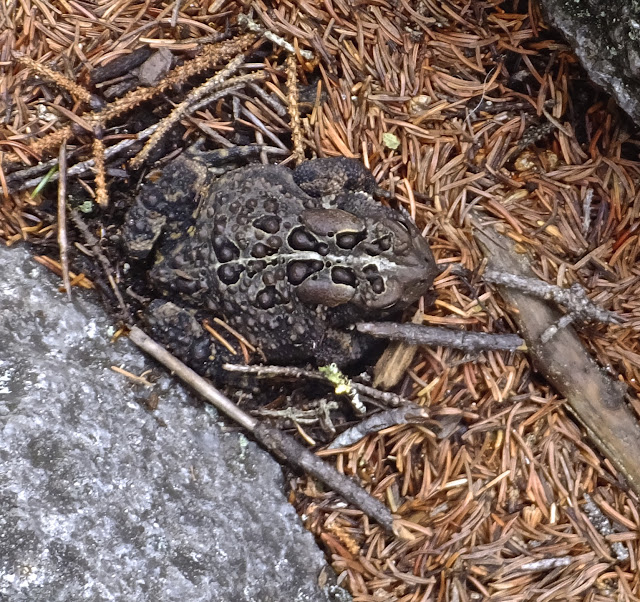 Merry@Syracuse: Three Toads in the White Mountains, NH