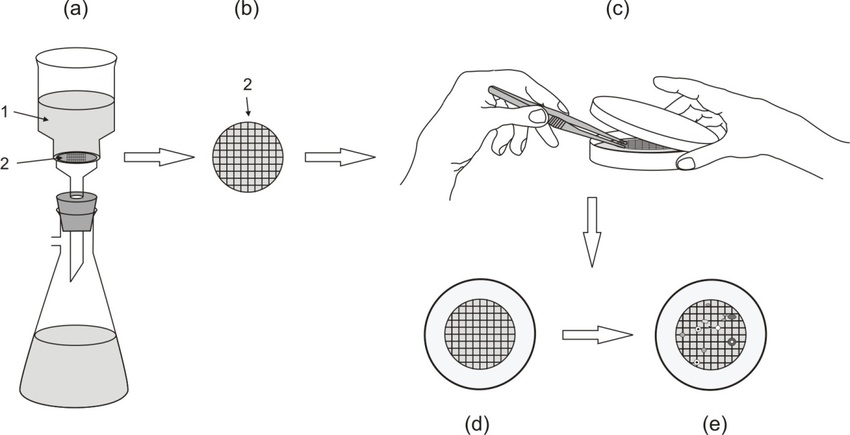 Tiga Metode Uji Kualitas Air dari adanya E. coli (Nadya Milati Akmalia ...