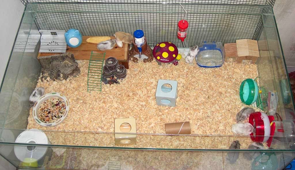 Apa Saja si Yang Dibutuhkan Sebelum Memelihara Hamster ? | Harga ...