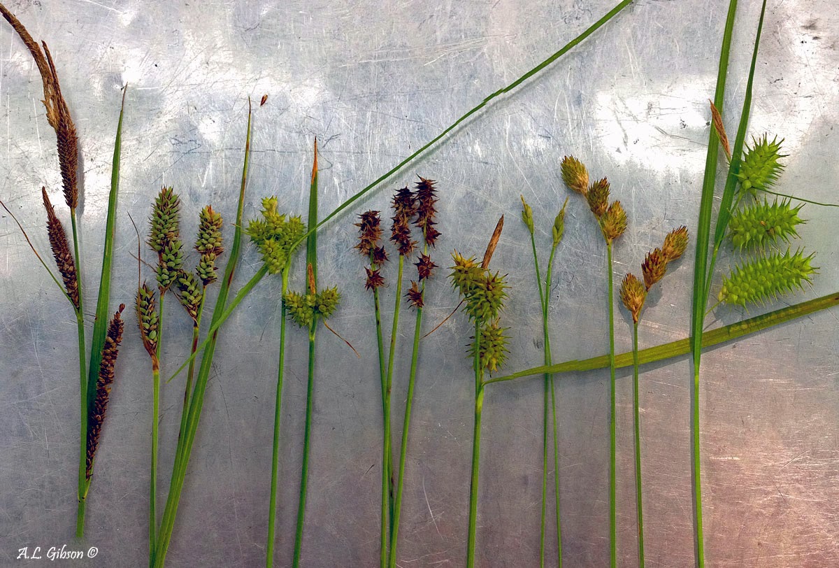 The Buckeye Botanist: Showcase on the Sedges (Cyperaceae)