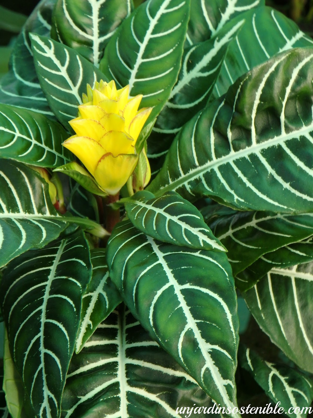 Aphelandra squarrosa (Afelandra, Añilillo)