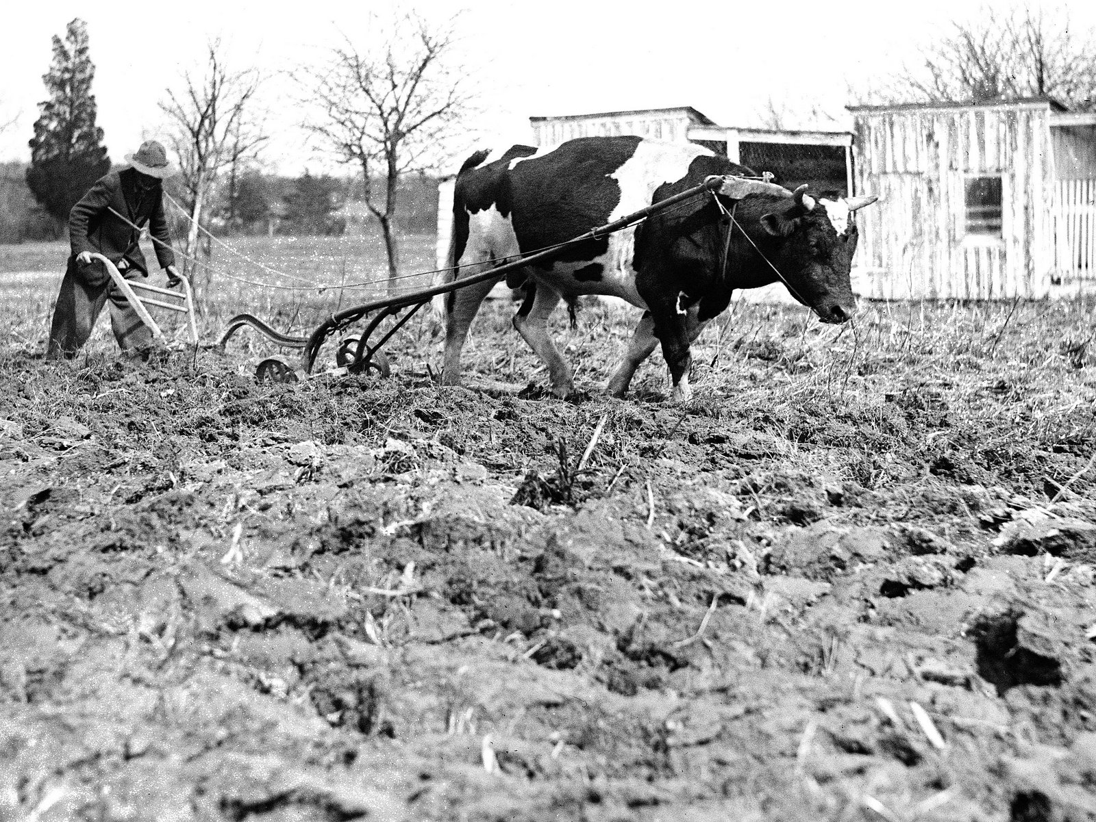 storybrookeripples: ox and dog blog: Single Ox Plowing With Walking ...