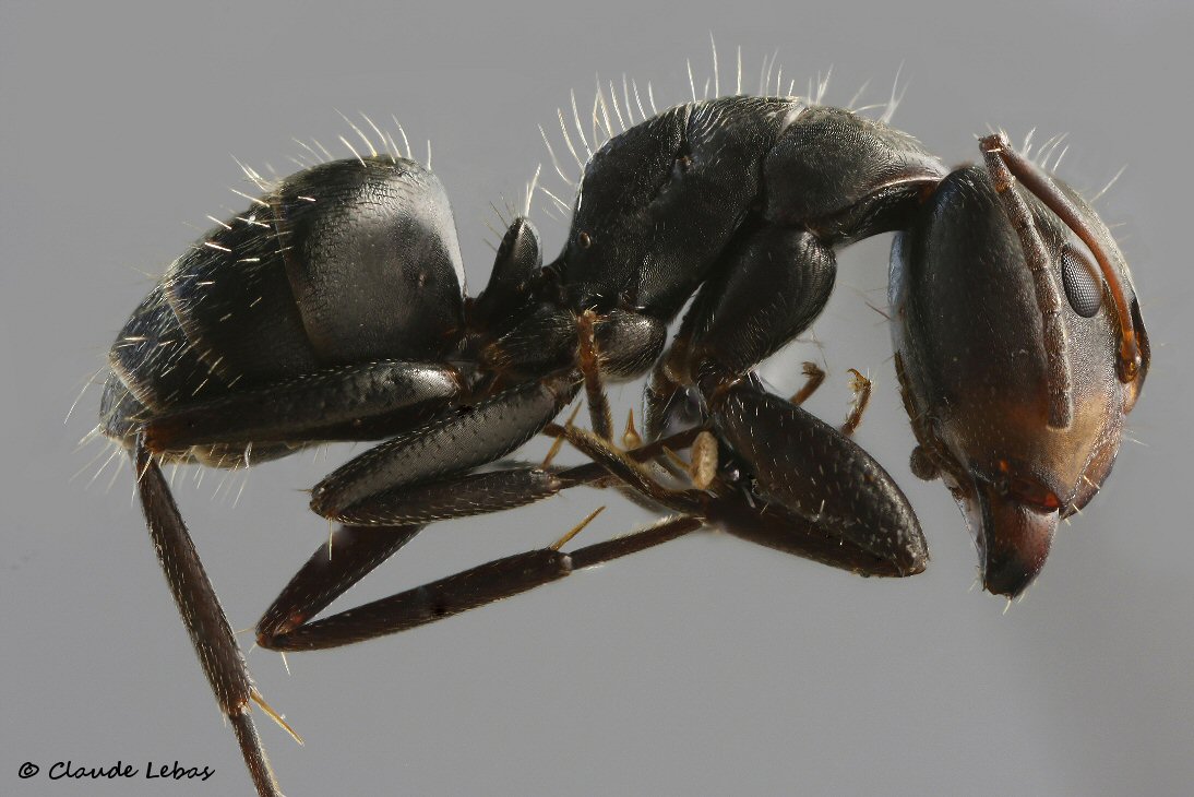 fourmis de Cuba- Hormigas de Cuba- Ants of Cuba: Camponotus gilviventris
