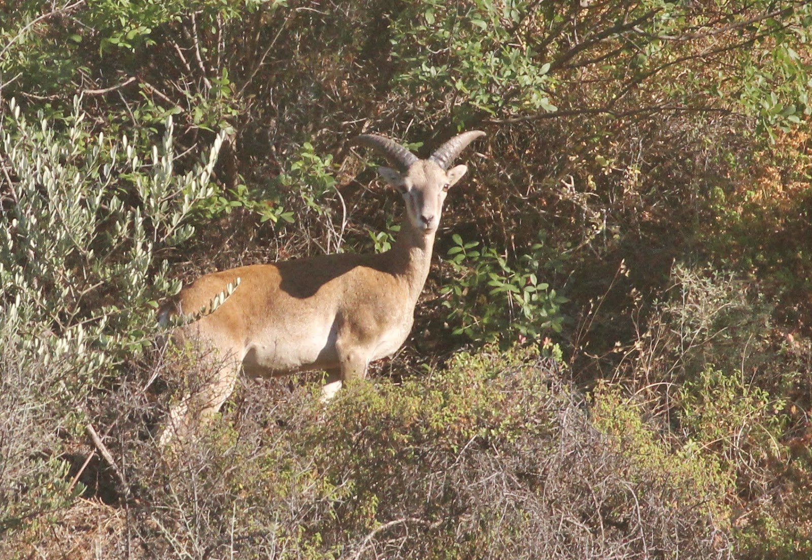 Mammals of Cyprus - Τα θηλαστικά της Κύπρου by George Konstantinou ...