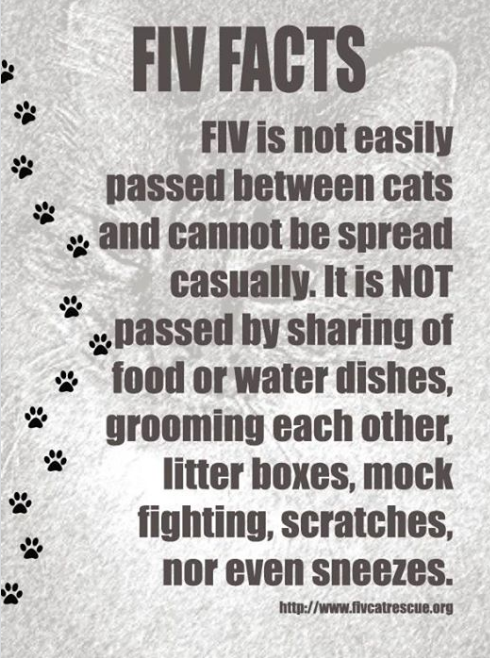 Story of Sam by Susan Golis: The FIV Cat Myth