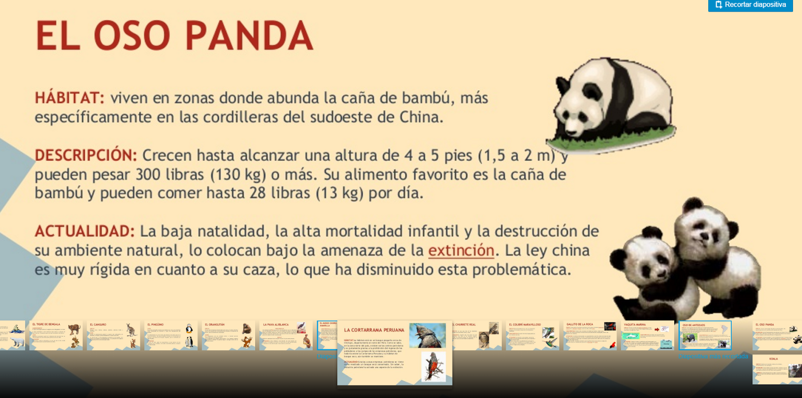 Escuela infantil castillo de Blanca: OSO PANDA