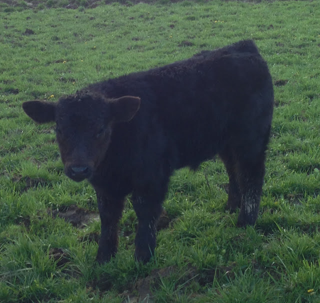 Lautner Farms: I-80 BULL - MARIA CRANDELL, IL