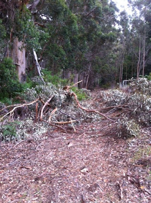 a mermaid in the attic: A walk...and first work of the new year.