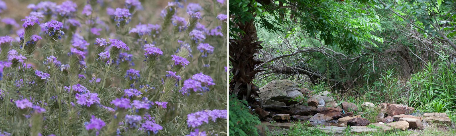 If I Were Going...: Texas Birding in April – The Caprock Escarpment and ...