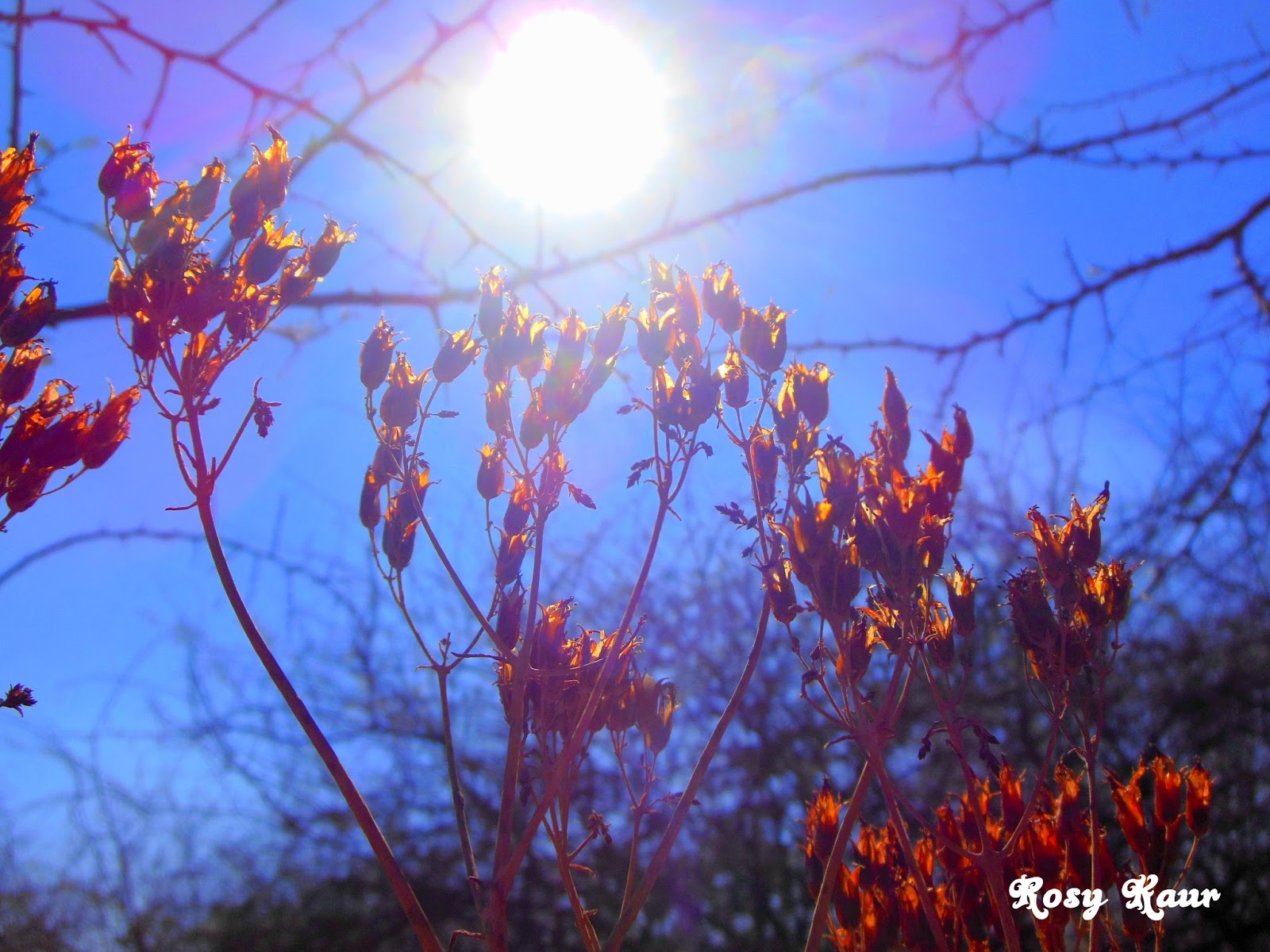Beautiful Botswana: The Exotic Wild Plant - Botswana