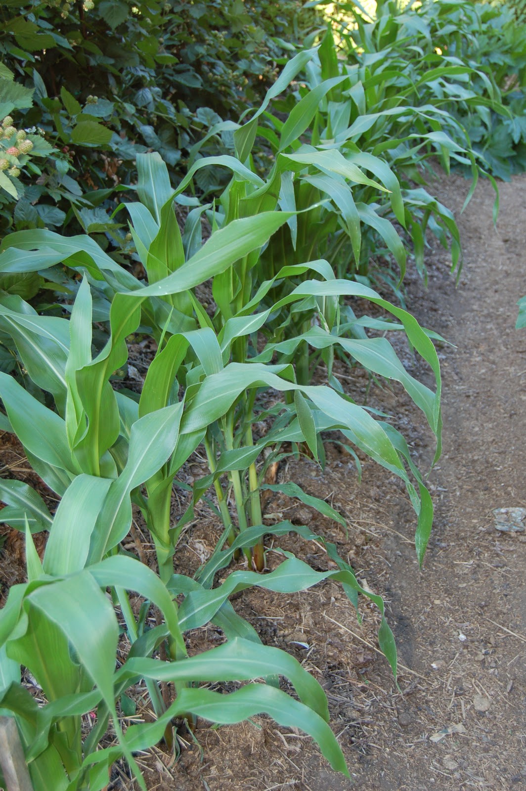 Midwestern Garden: Here are my no till Venezuelan Corn plants.