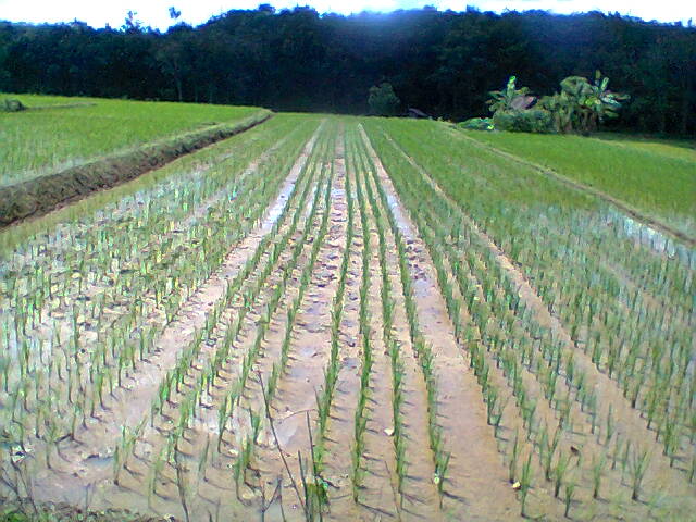 EKOGEO: PADI : TANAMAN BAHAN MAKANAN POKOK